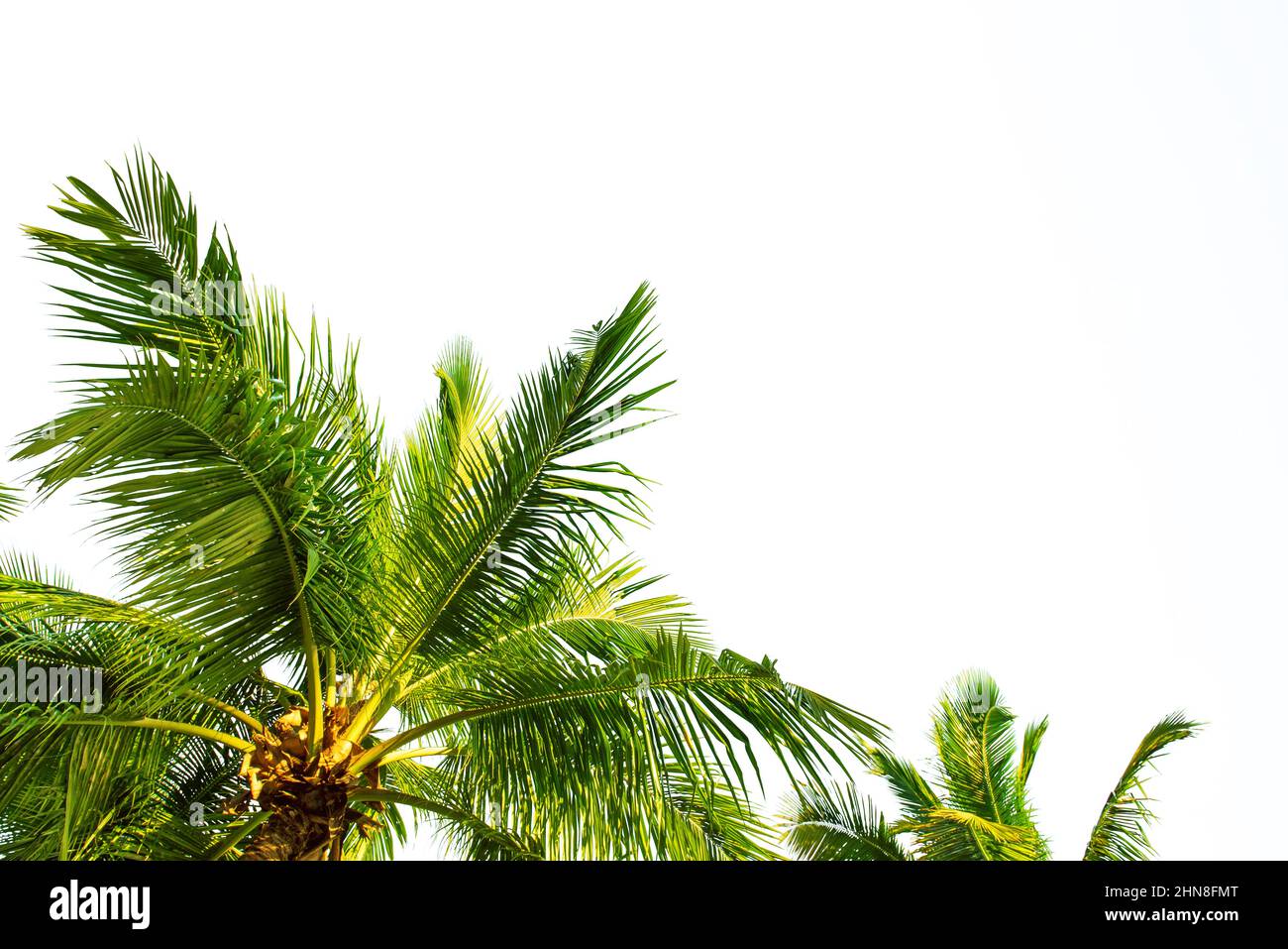 Tropical Background with palm Stock Photo - Alamy