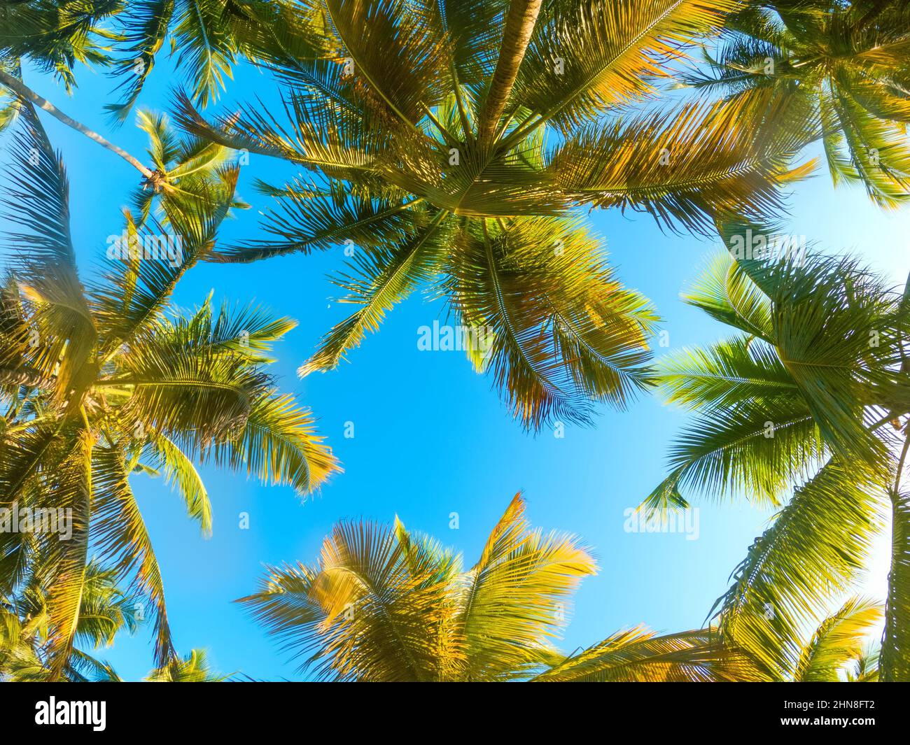 Tropical Background with palm Stock Photo - Alamy