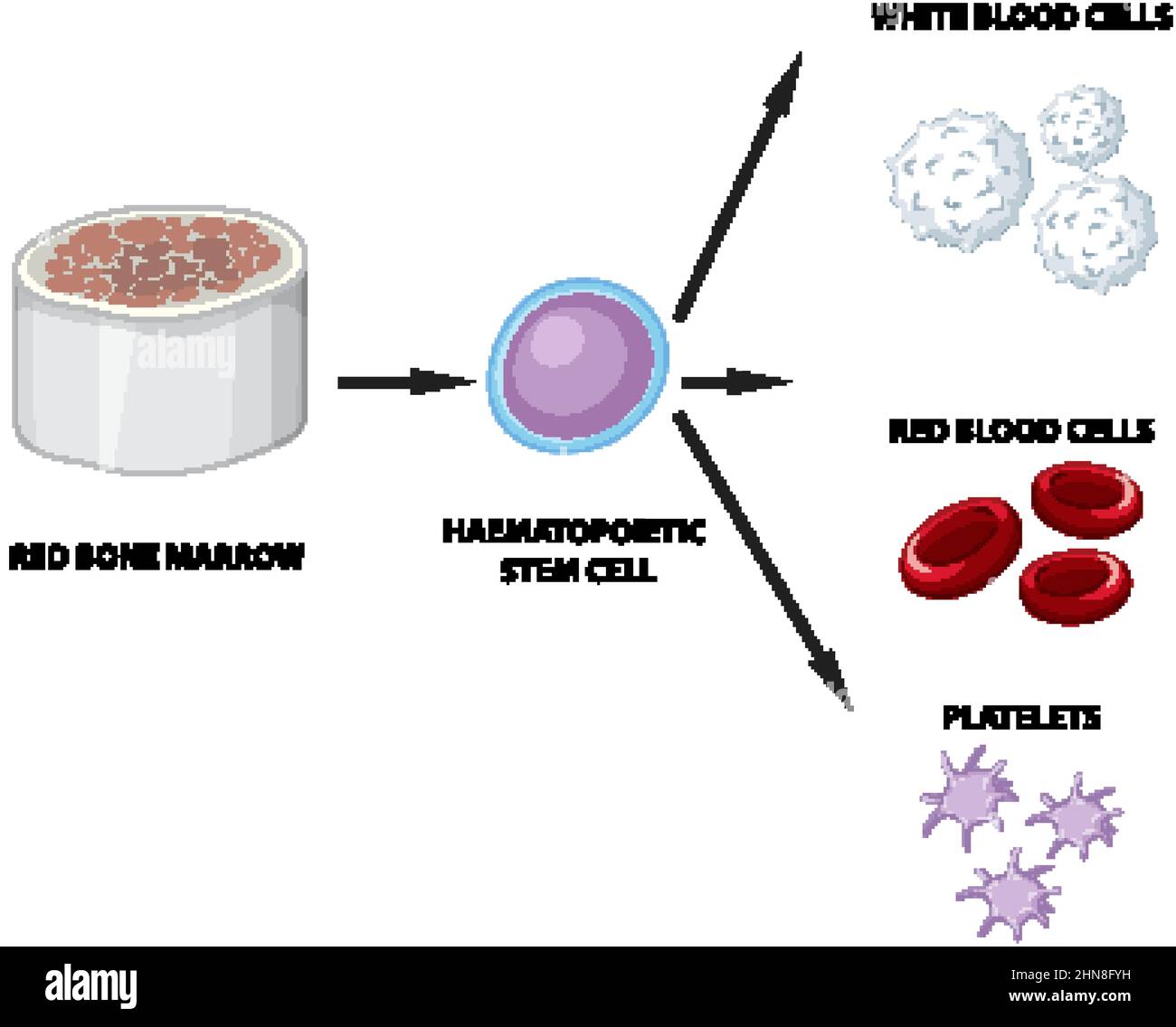 Type of human blood cells on white background illustration Stock Vector ...