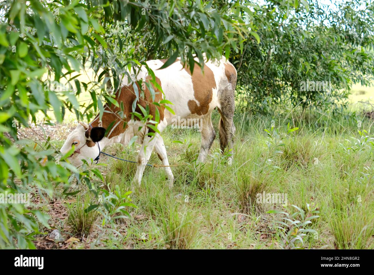 Domestic cows hi-res stock photography and images - Alamy