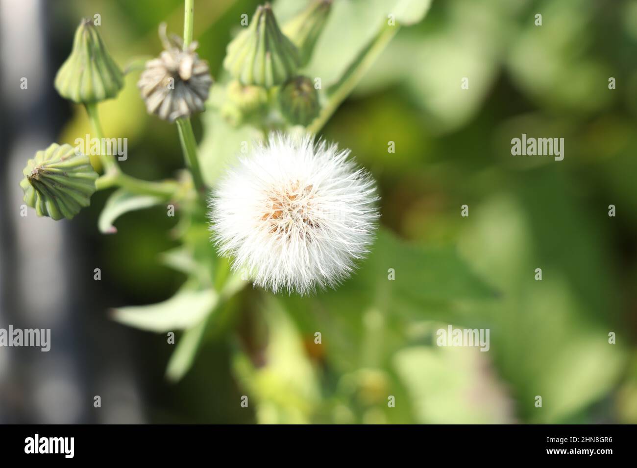 White aster wild flower hi-res stock photography and images - Alamy