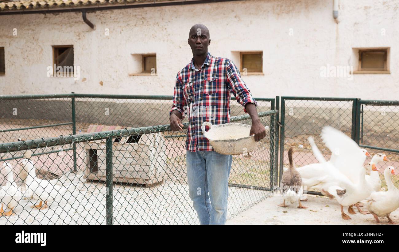 Farm worker with bird feed standing near enclosure with gooses Stock ...