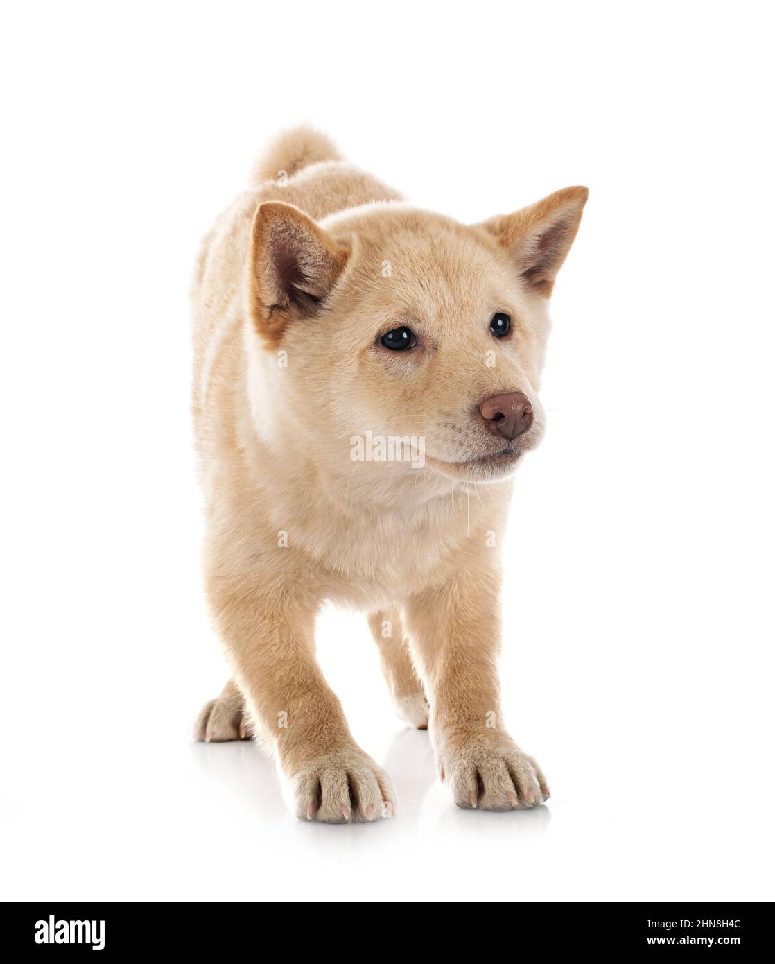 Cachorro Shiba Crema Shiba Inu Puppies For Sale, Belgian Breeder
