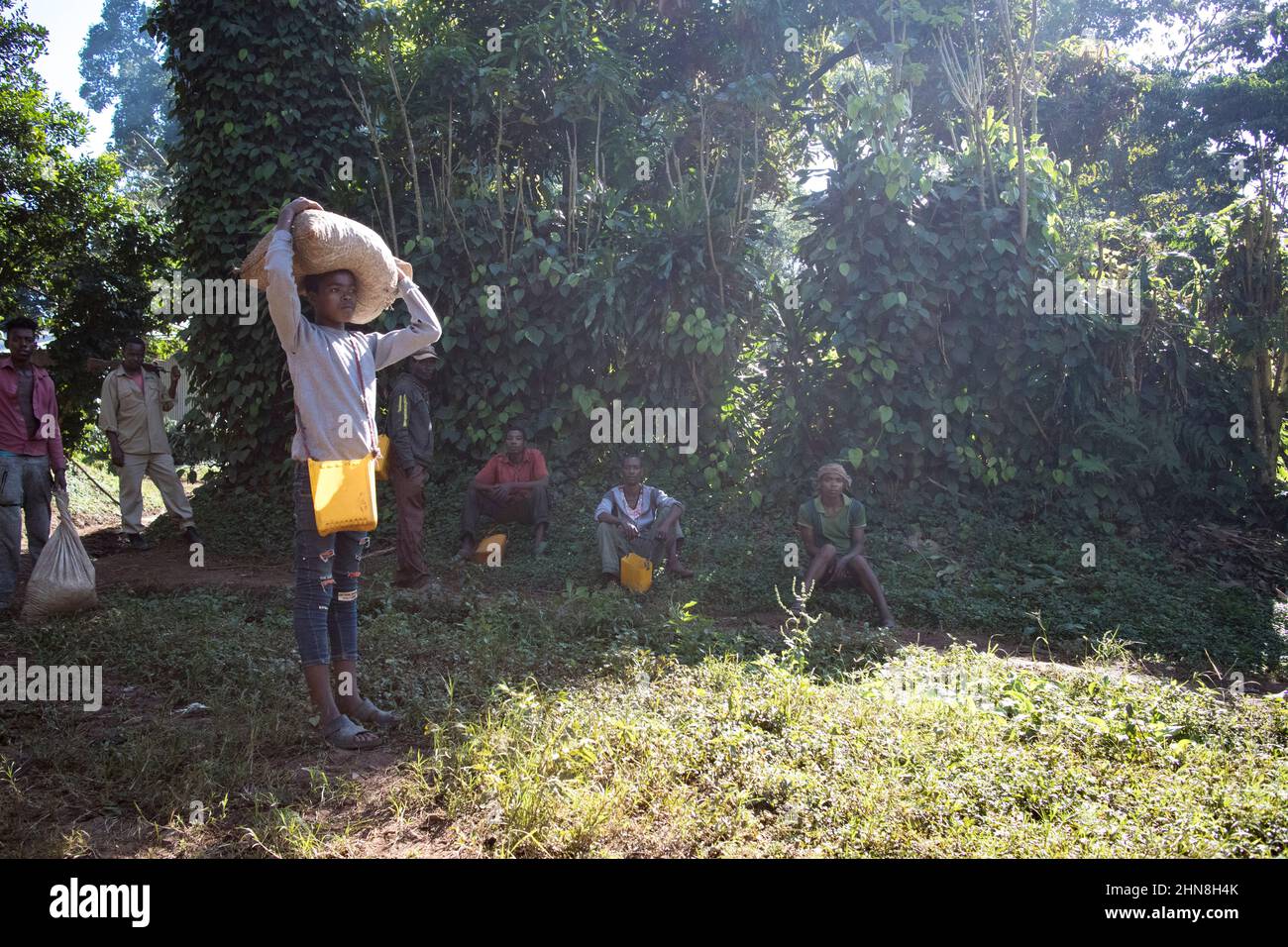 Children working on a coffee farm, Ethiopia Stock Photo - Alamy