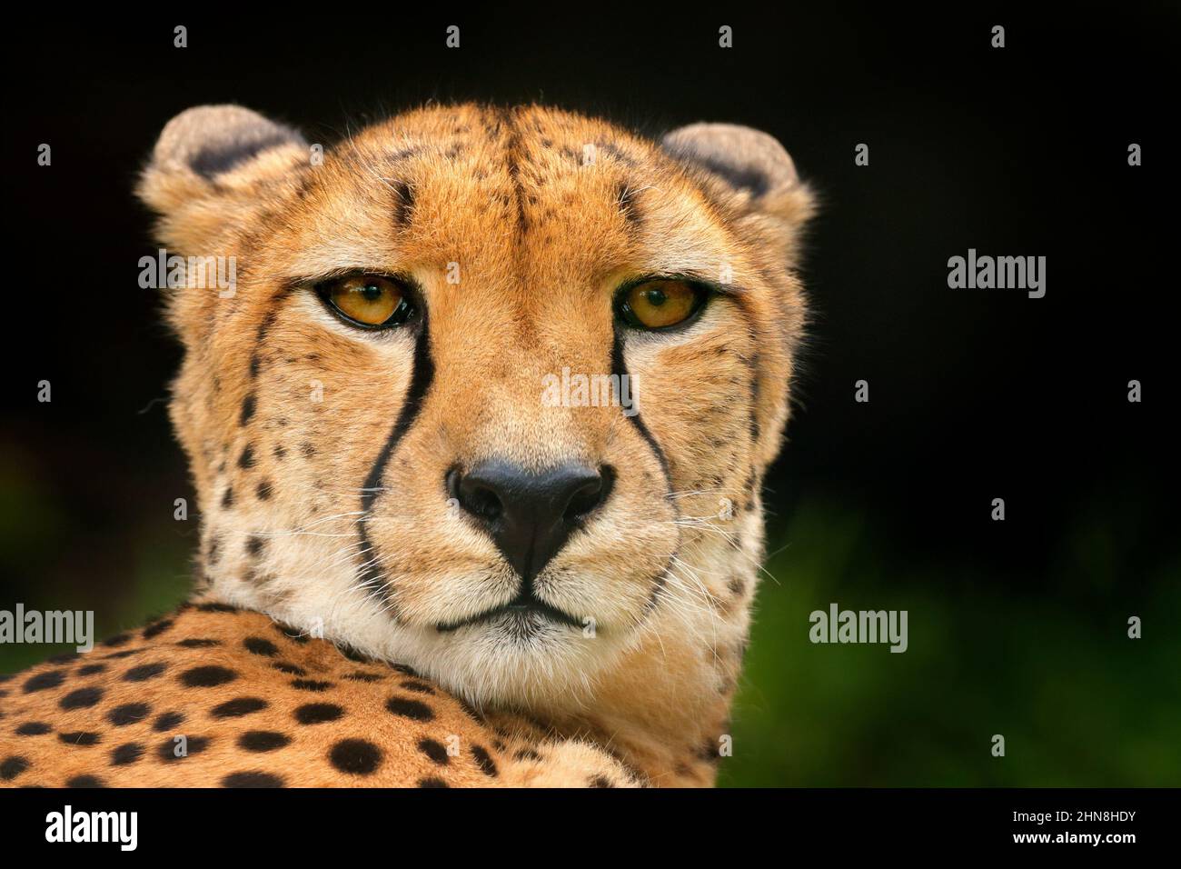 Cheetah face hi-res stock photography and images - Alamy