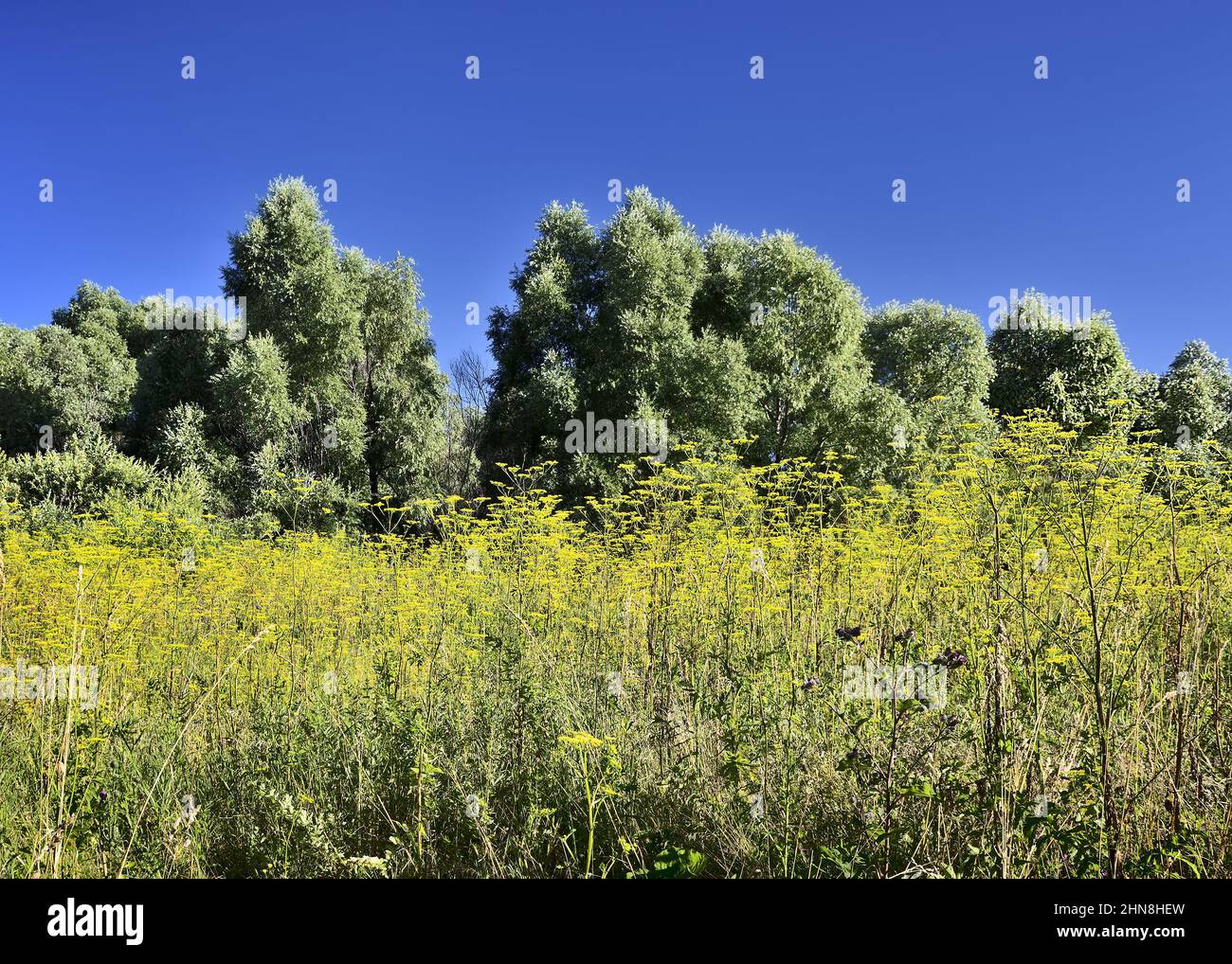 Tall wildflowers hi-res stock photography and images - Alamy