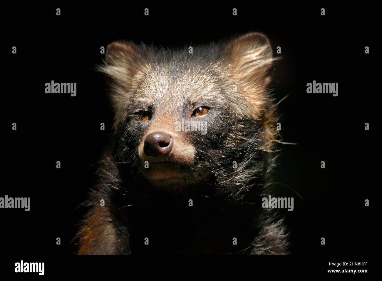 Raccoon dog, Nyctereutes procyonoides, detail portrait in dark forest ...