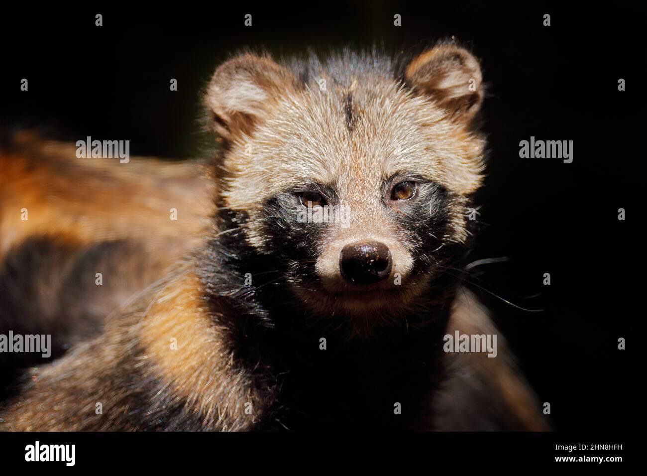 Raccoon dog, Nyctereutes procyonoides, detail portrait in dark forest ...