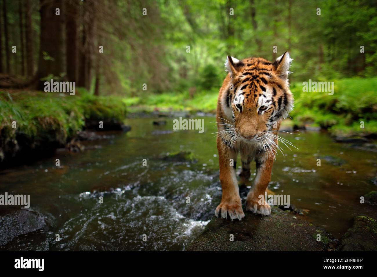 Tiger, wide angle in the forest river. Amur tiger walking in the water ...