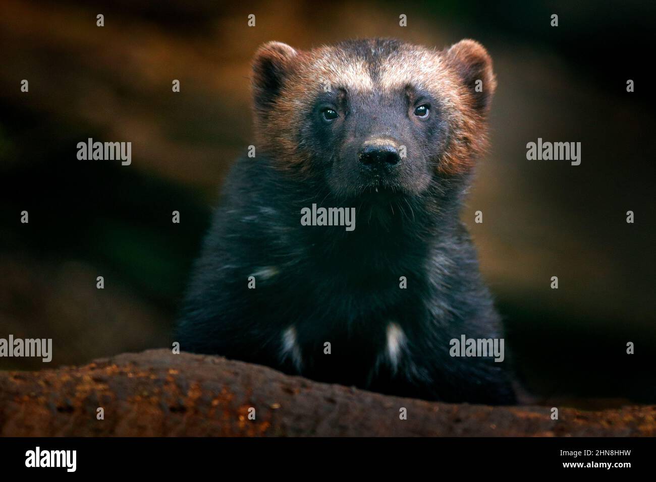 Wolverine portrait. Detail close-up of wild animal. Wolverine in ...