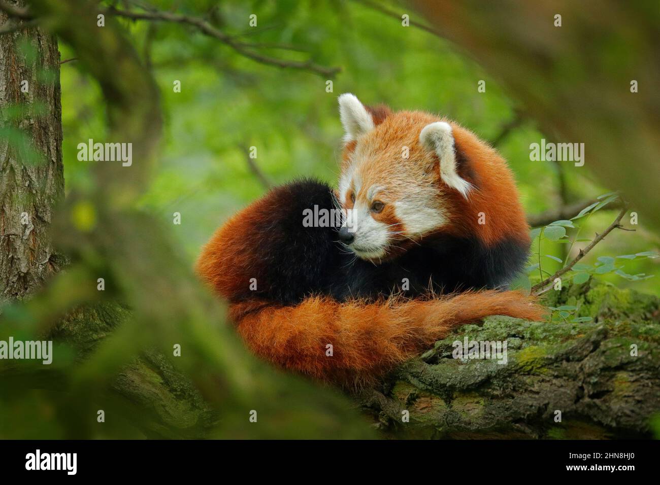 Panda lying on the tree with green leaves. Ailurus fulgens, red panda ...