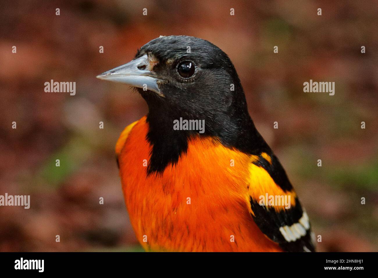 Baltimore Oriole, Icterus galbula, sitting on the green mossy branch ...