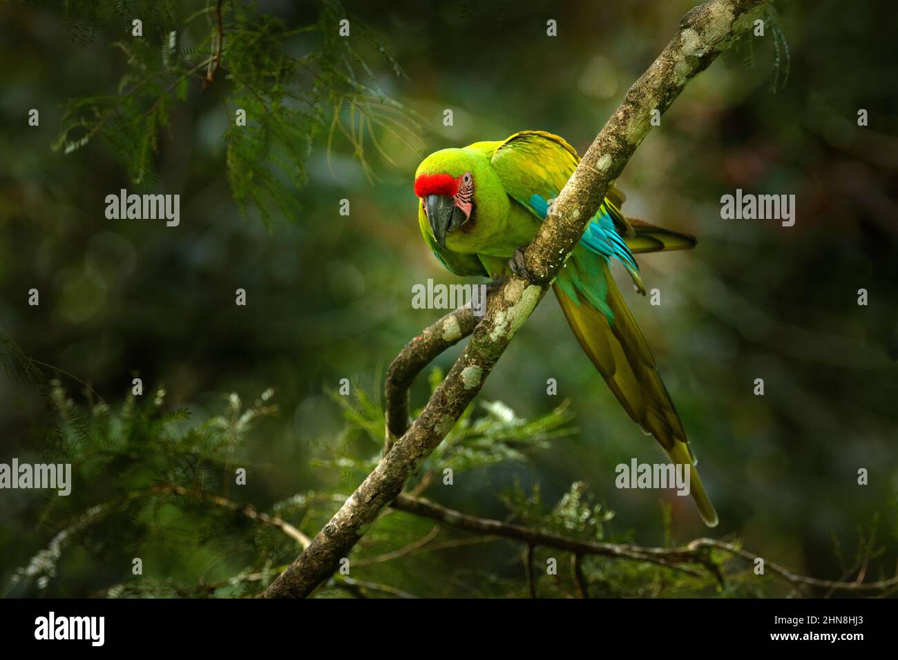 Big green parrot Great-Green Macaw on tree, Ara ambigua, Wild rare bird ...