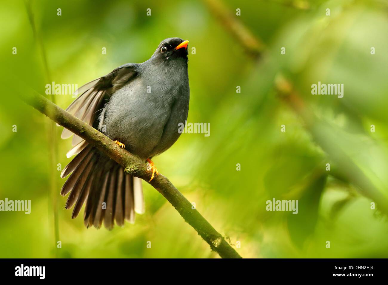 Myadestes melanops, Black-faced Solitaire, sitting on the green branch ...