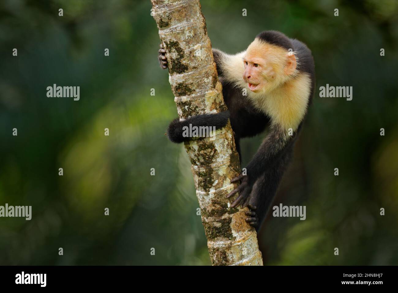 White-headed Capuchin, black monkey sitting and shake one's fist on ...