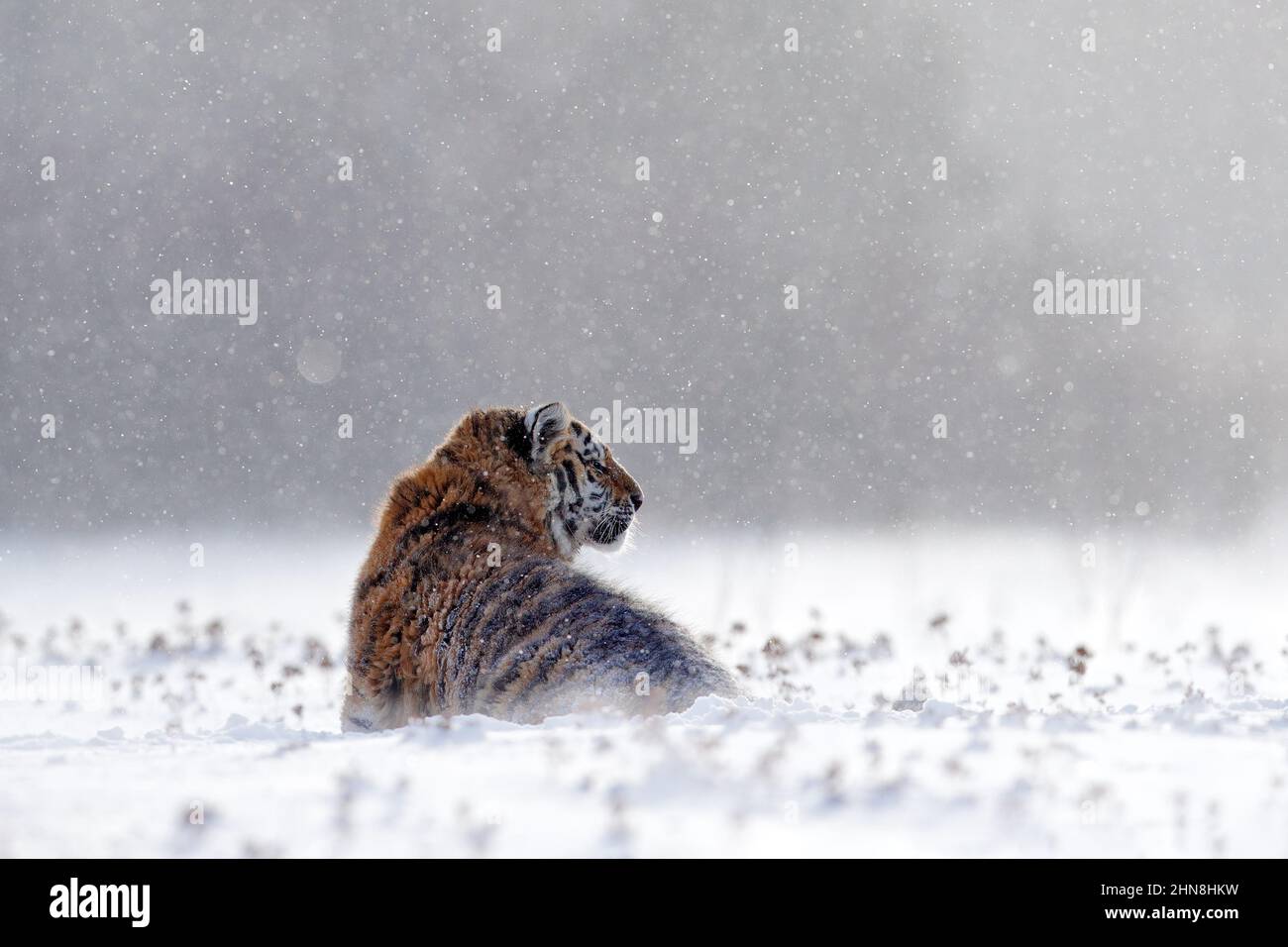 Tiger in wild winter nature, running in the snow. Siberian tiger, Panthera tigris altaica ...