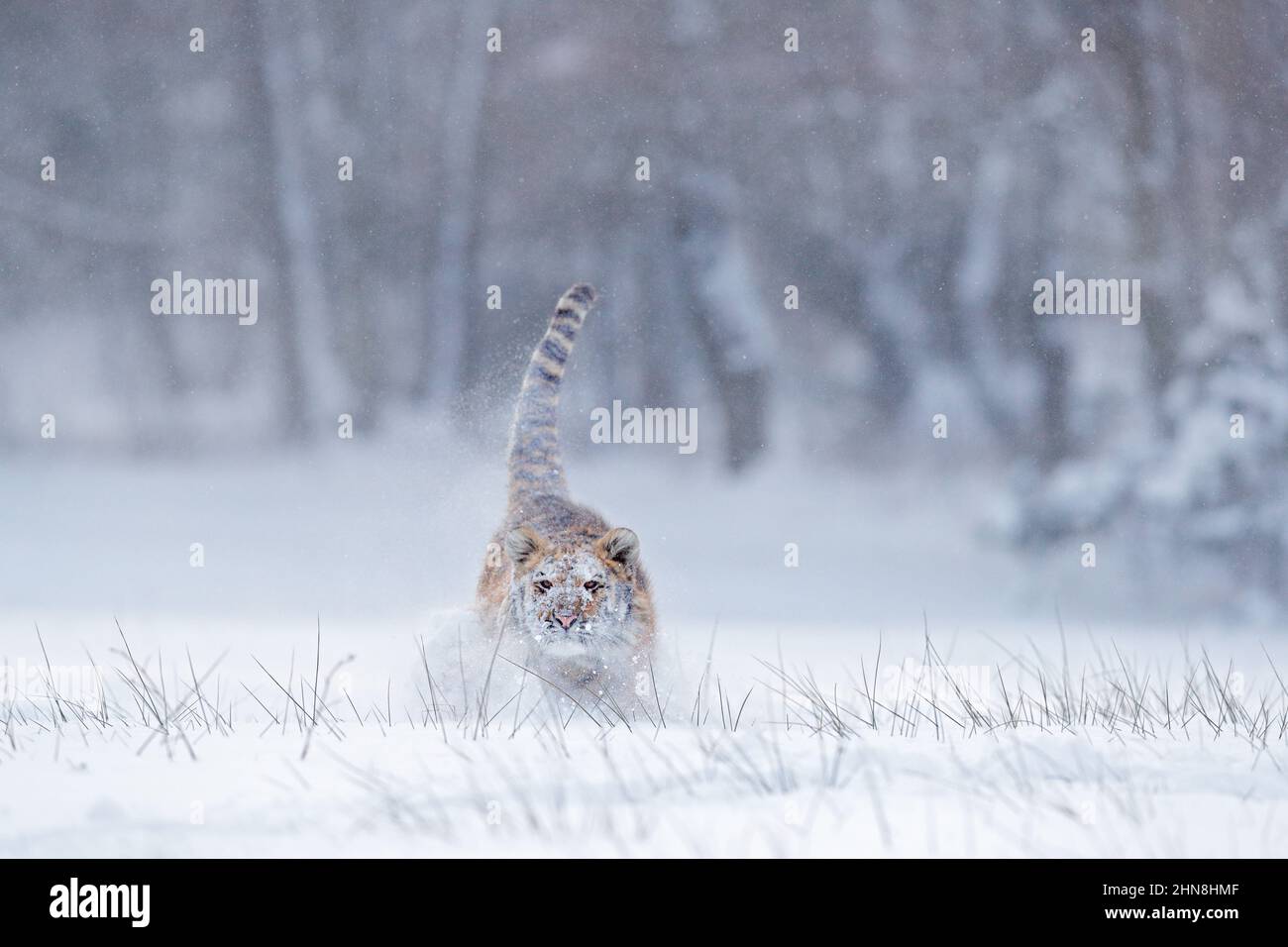 Tiger snow run in wild winter nature. Siberian tiger, Panthera tigris ...