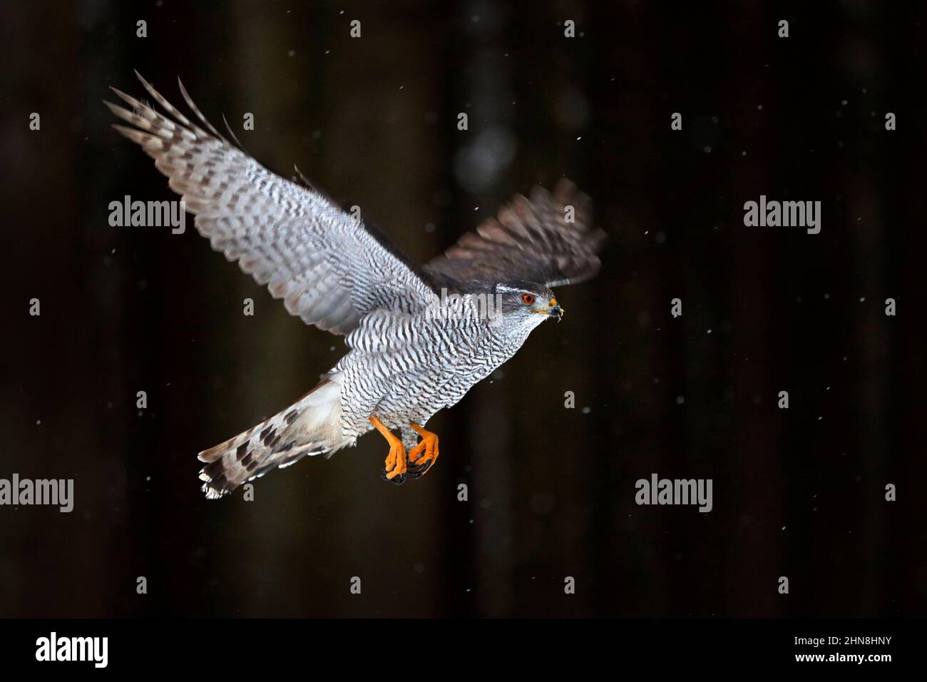 Goshawk flight, Germany. Northern Goshawk landing on spruce tree during ...