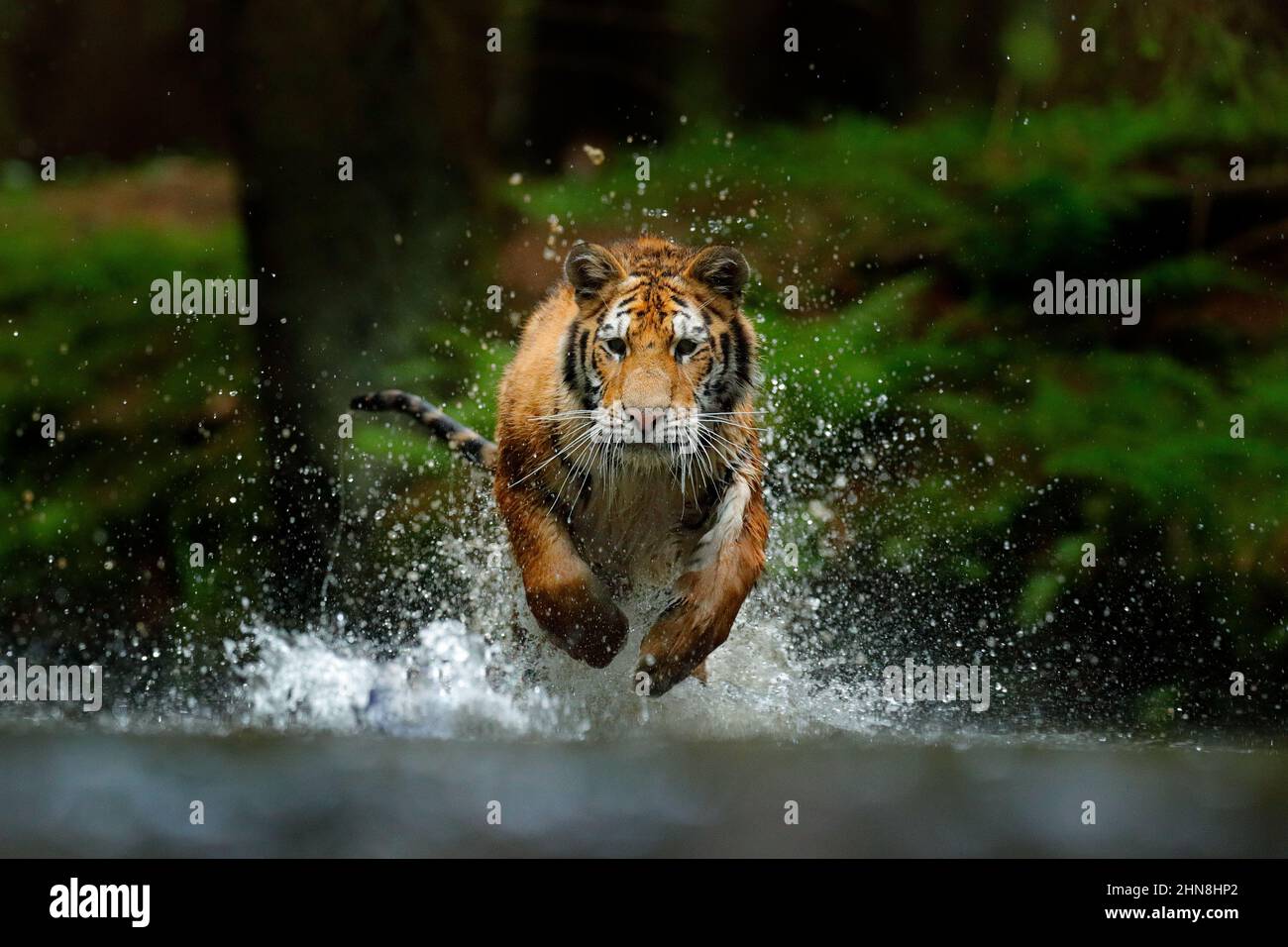 Amur tiger running in the water, Siberia. Dangerous animal, tajga ...