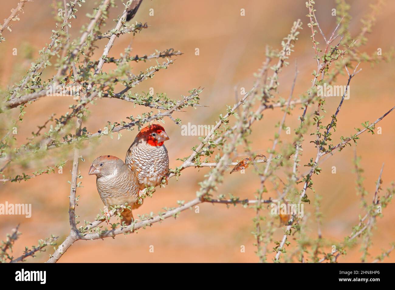 Red-headed paradise finch, Amadina erythrocephala, in the nature ...