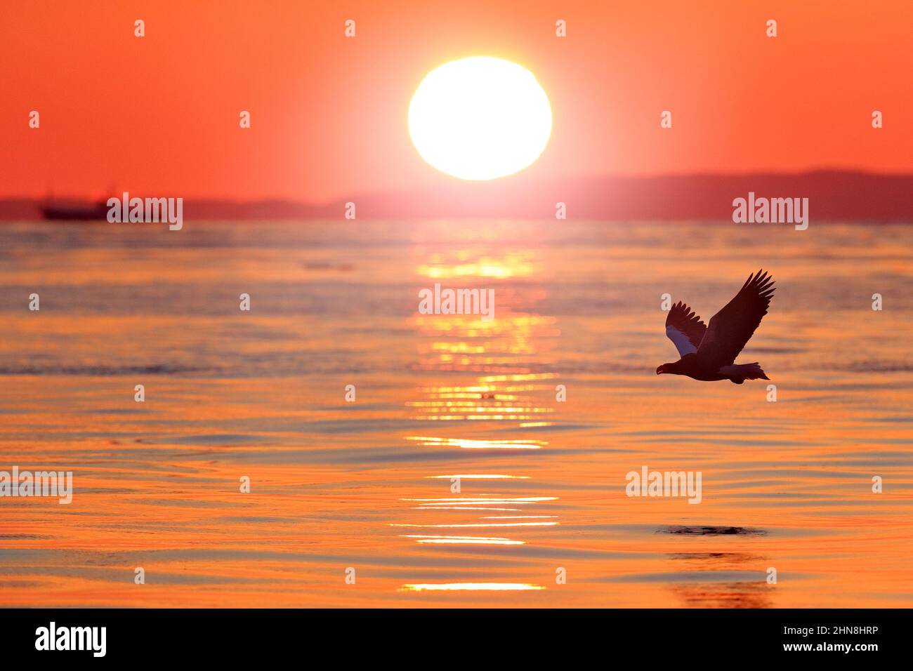 Sea sunset with eagle bird. Beautiful Steller's sea eagle, Haliaeetus ...