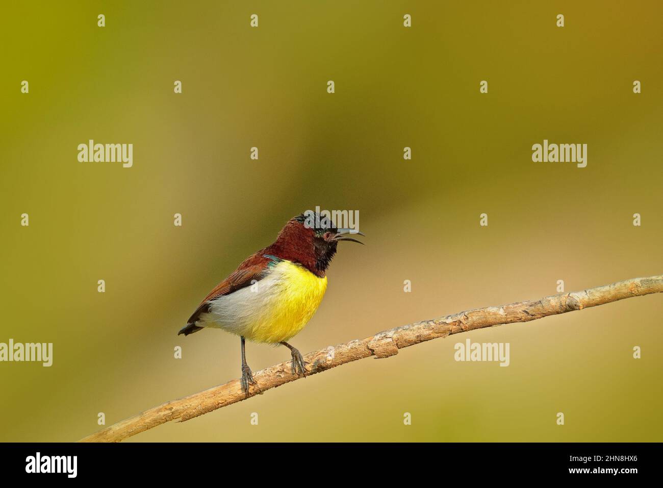 Purple-rumped sunbird, Leptocoma zeylonica, sunbird endemic to the ...