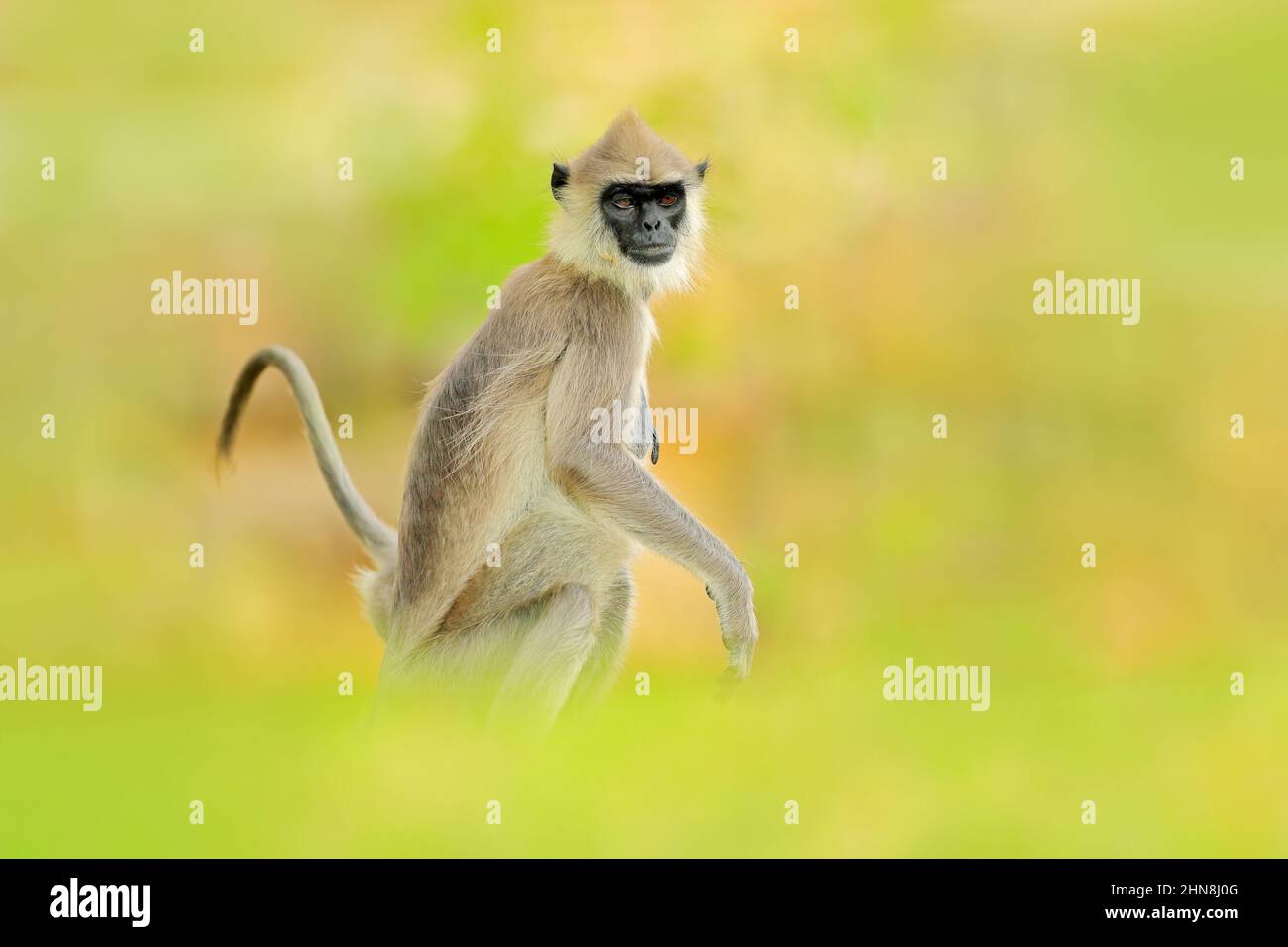 Wildlife of Sri Lanka. Common Langur, Semnopithecus entellus, monkey on ...
