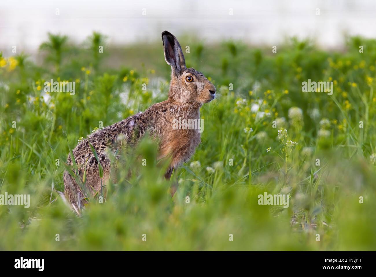 Brown hare sitting in growing grass in summer nature Stock Photo - Alamy