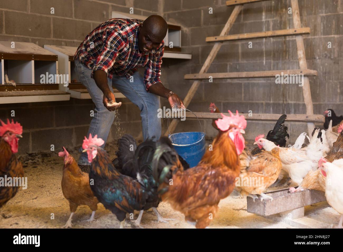 American domestic chicken hi-res stock photography and images - Alamy