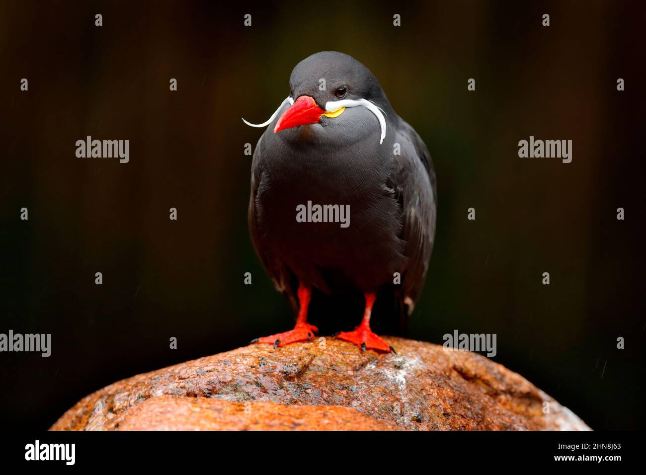 Inca Tern, Larosterna inca, bird on tree branch. Portrait of Tern from ...
