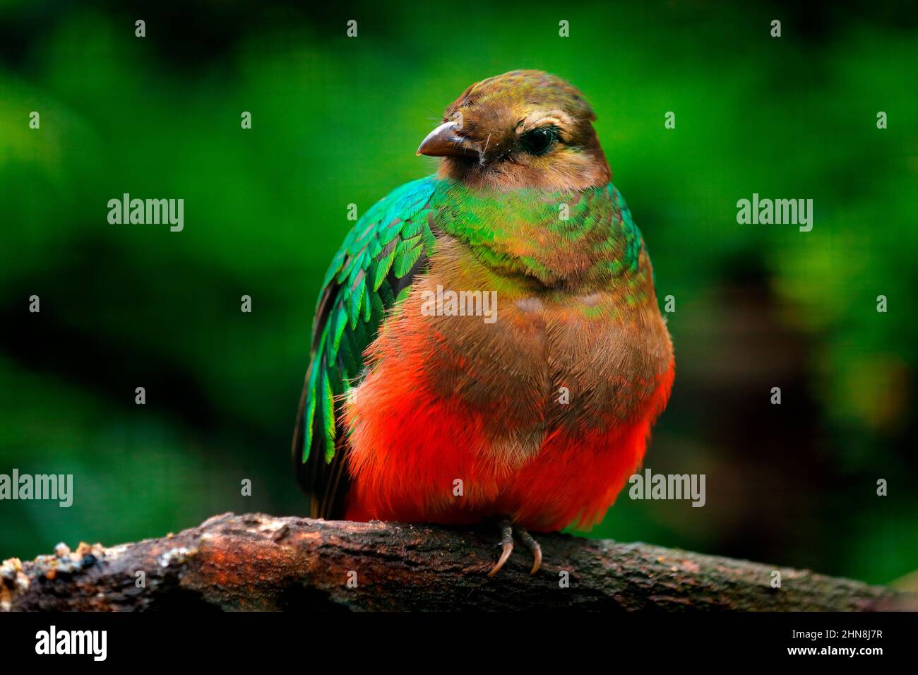 Golden-headed Quetzal, Pharomachrus auriceps, Ecuador. Magical colorful ...