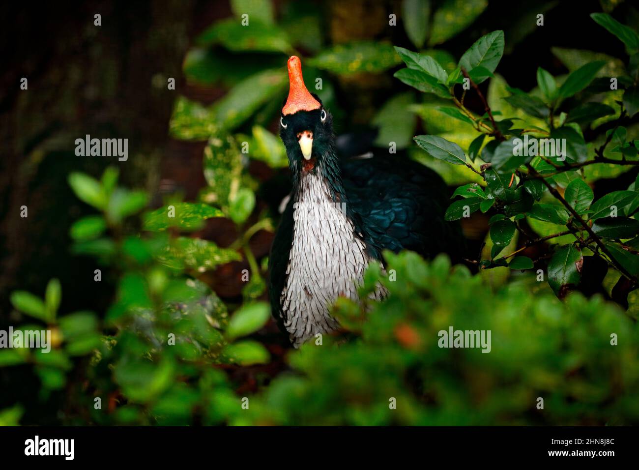 Horned Guan, Oreophasis derbianus, rare bird from Mexico and Guatemala ...