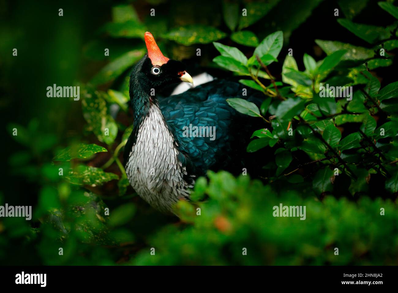 Horned Guan, Oreophasis derbianus, rare bird from Mexico and Guatemala ...