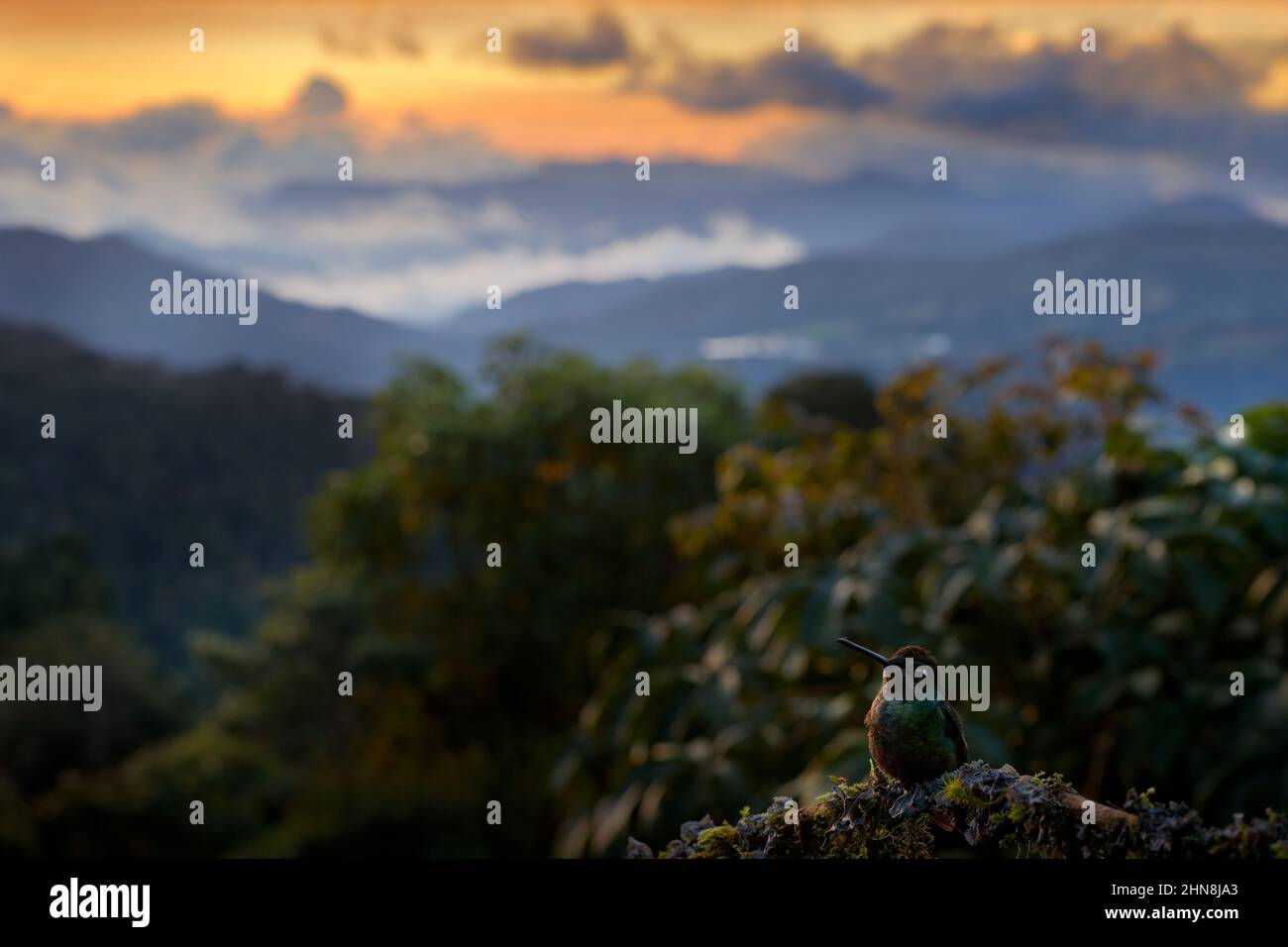 Hummingbird orange sunset. Bird in evening sunset with Talamanca ...