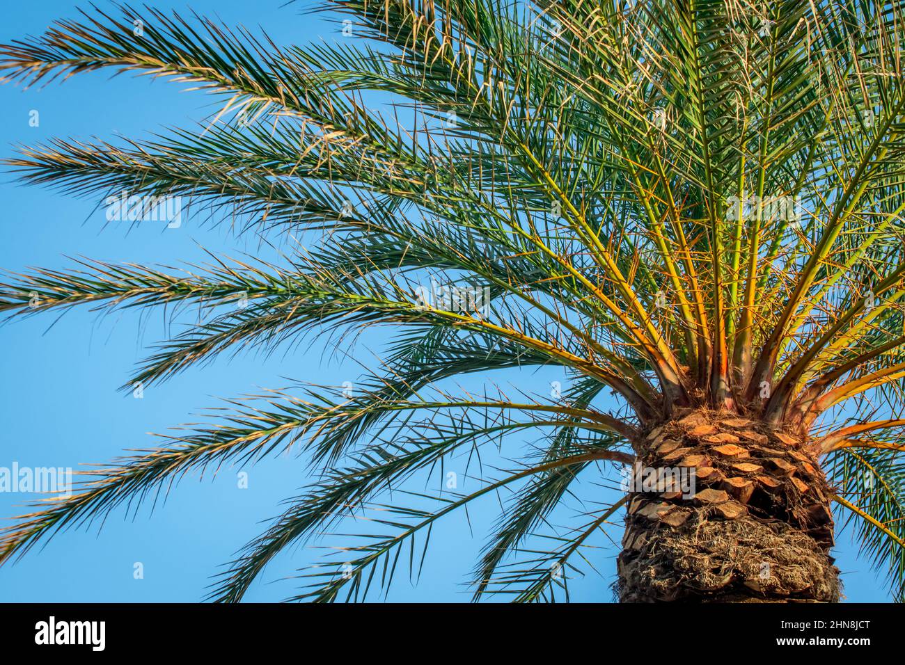 palm tree leaves Stock Photo - Alamy