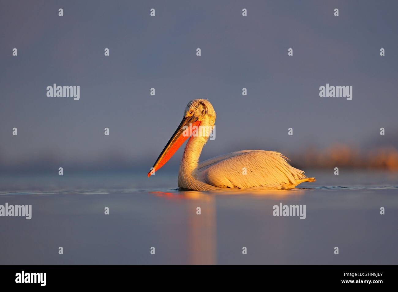 Pelican, Pelecanus crispus, landing in Lake Kerkini, Greece. Pelican ...