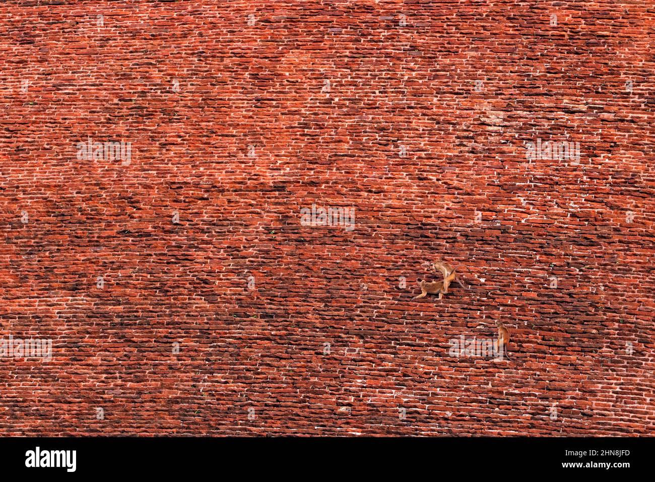 Toque macaque, Macaca sinica, monkey with evening sun, sitting on zhe ...