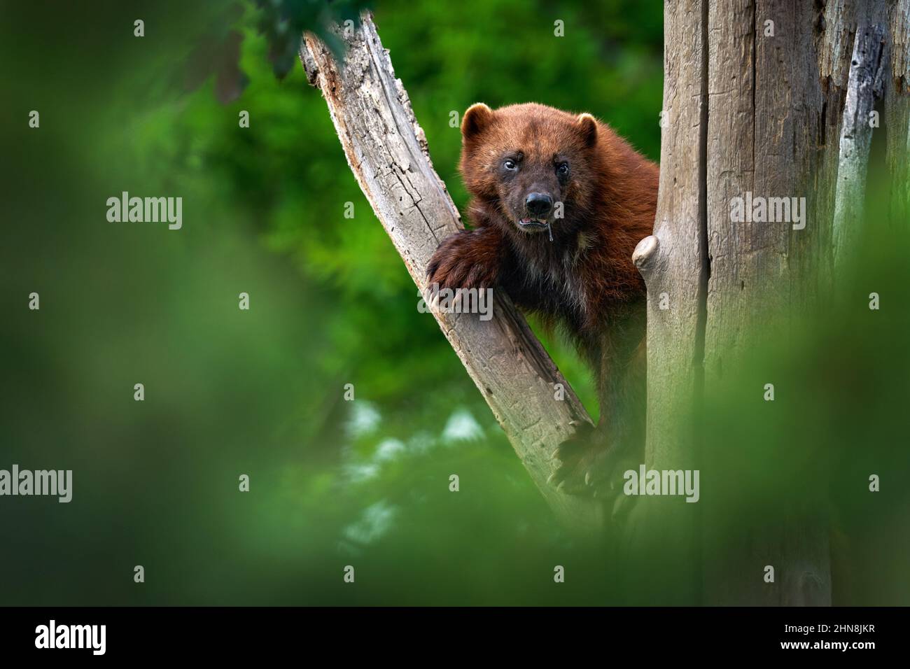 Wolverine on the tree trunk. Detail portrait of wild wolverine. Danger ...