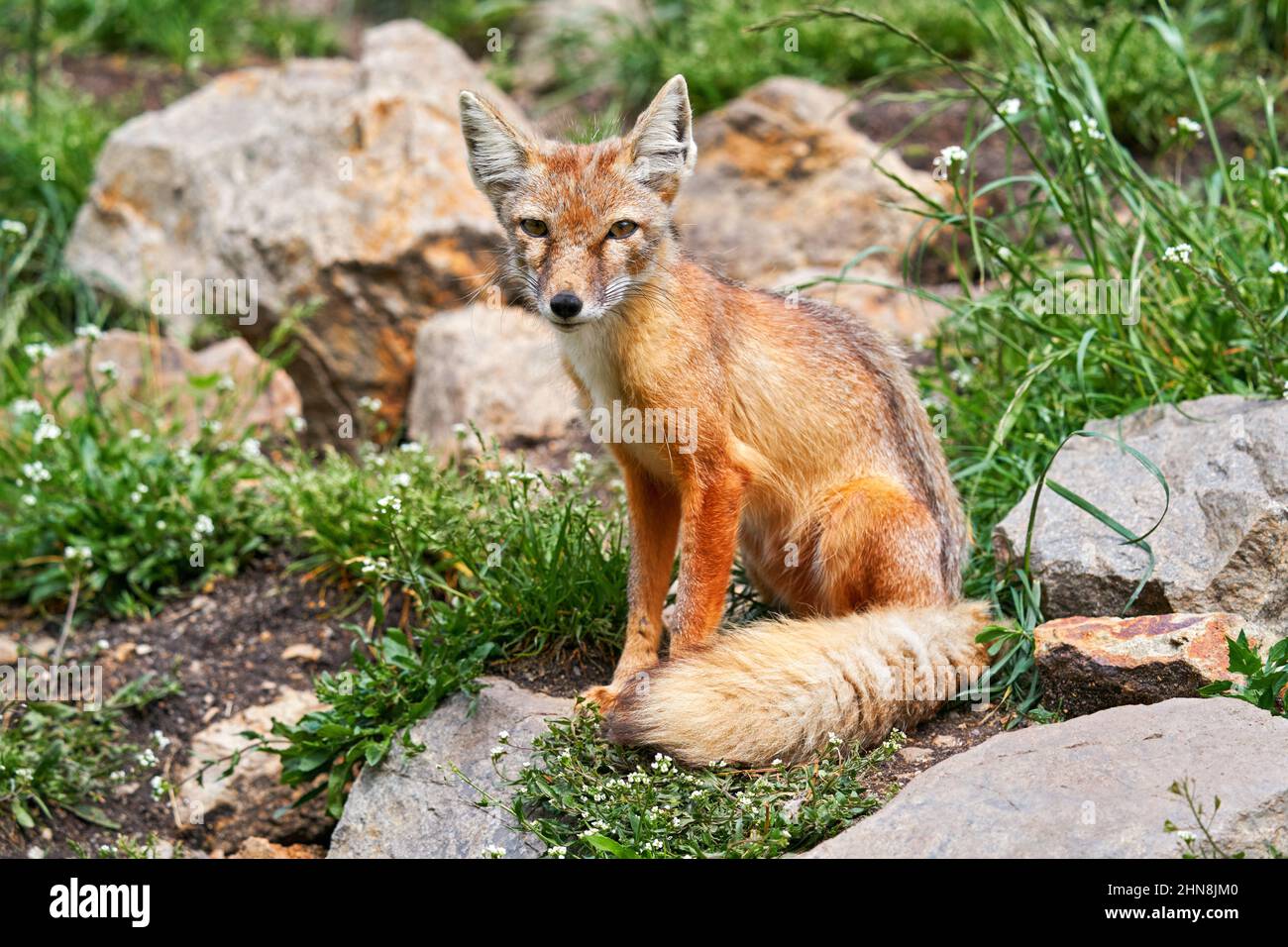 Corsac Fox, Vulpes corsac, in the nature stone mountain habitat, found ...