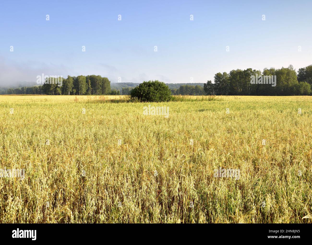 Oats in a wide field, farm crops, clear blue sky. Trees and clouds on ...