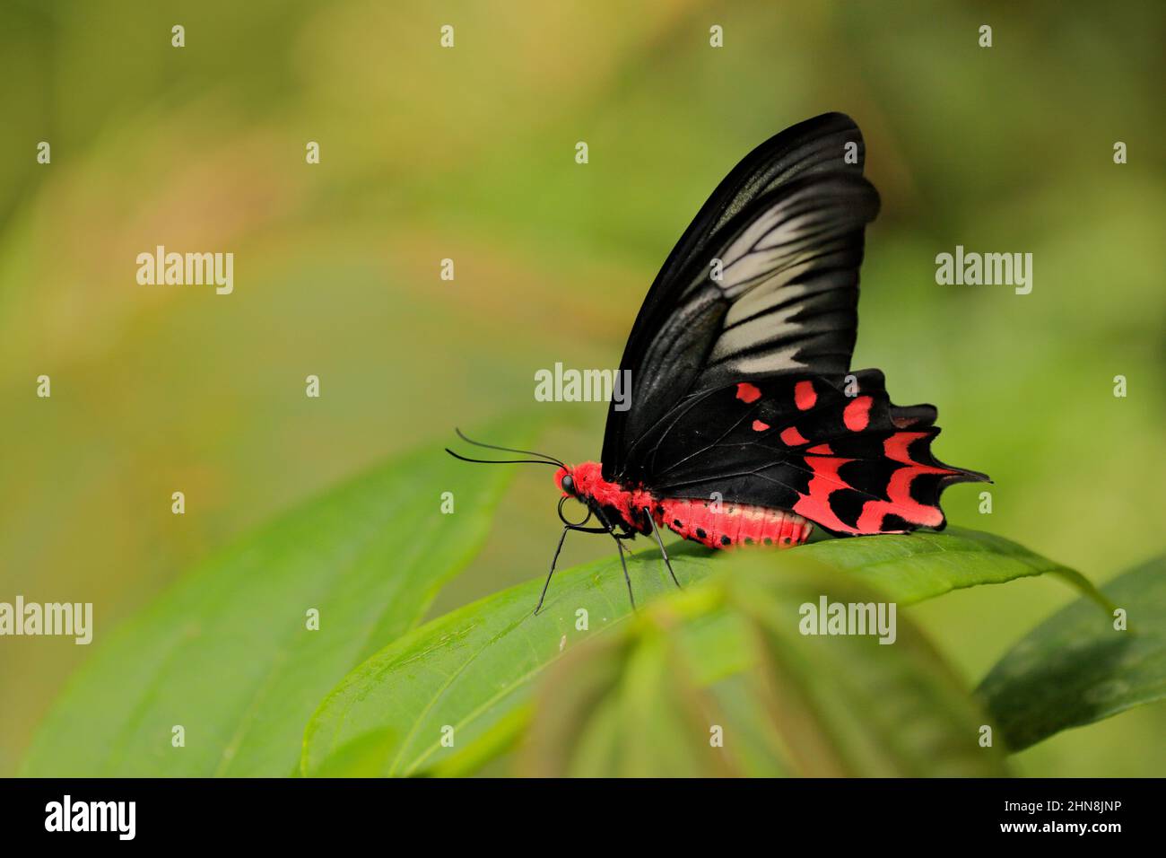 Red butterfly. Antrophaneura semperi, in the nature green forest ...
