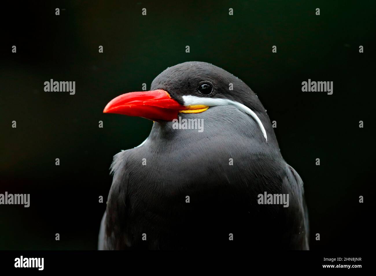 Inca Tern, Larosterna inca, bird on tree branch. Portrait of Tern from ...