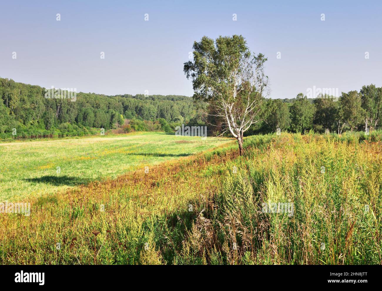 Lush, thick field grass in the meadow, a lone birch on the slope, a ...