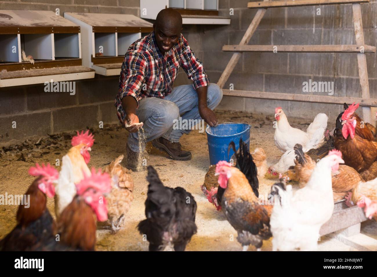 Man farmer with bucket feeding chickens at chicken-house Stock Photo ...
