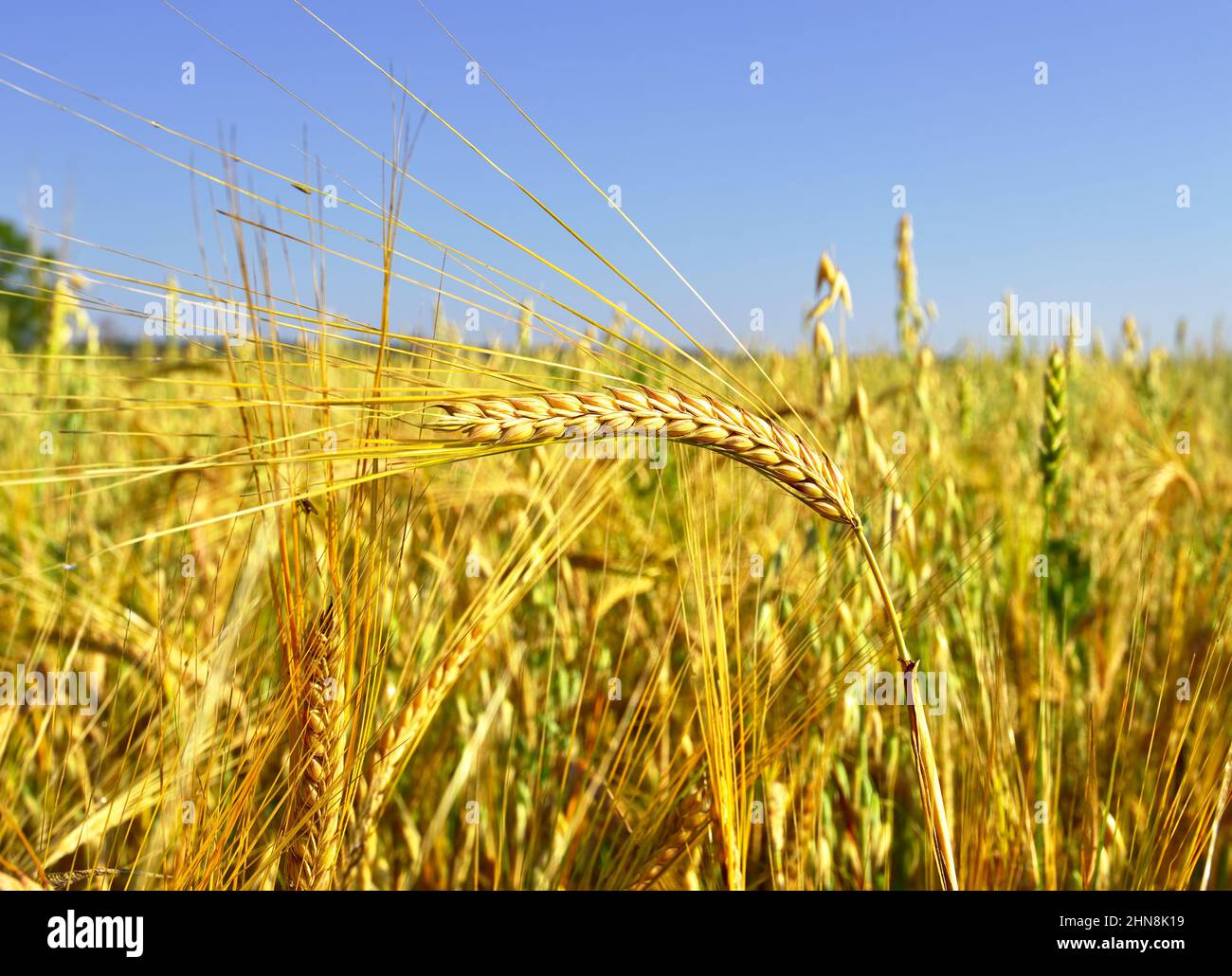 An ear of wheat. Curved stem of a grain crop in a field on a blurry ...