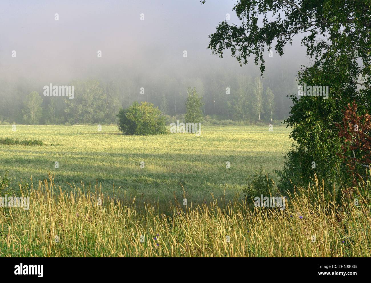An agricultural meadow, tall grass, birch branches, a round tree in the ...
