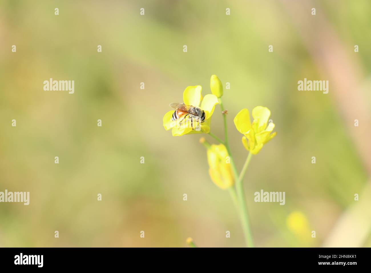 Bee on mustard flower hi-res stock photography and images - Alamy