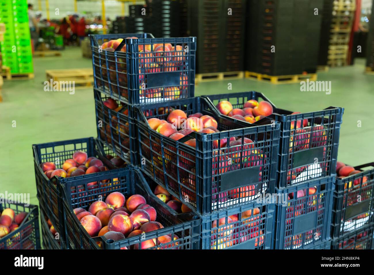 Stacks of plastic boxes with peaches in storage warehouse Stock Photo ...