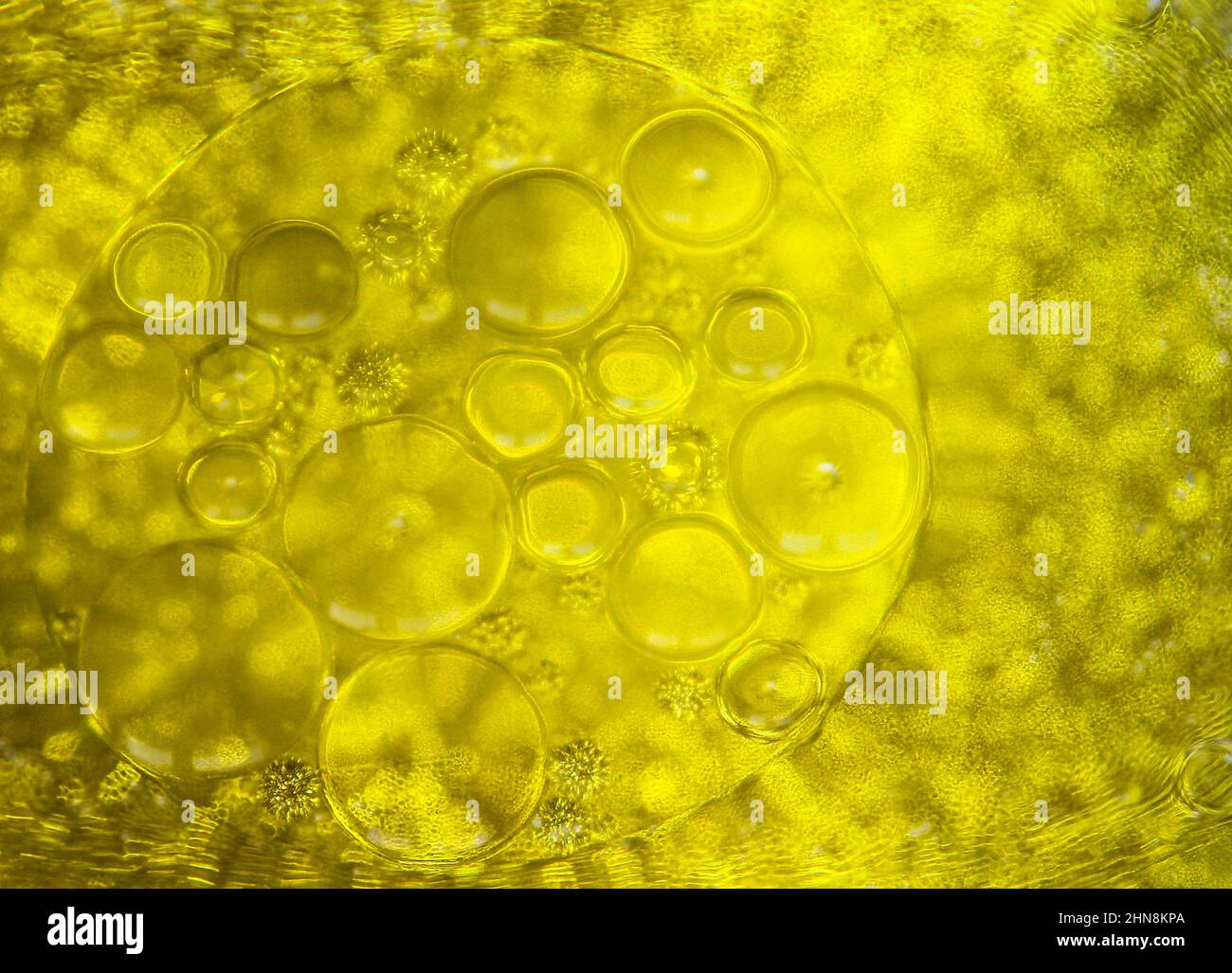 Cosmic abstract background. Abstract molecule sctructure. Water bubble ...