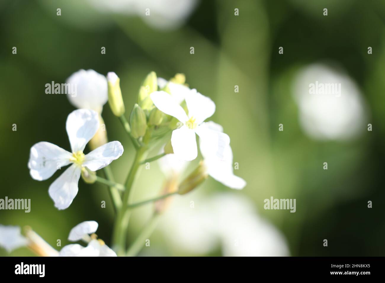 fresh white flower on plant Stock Photo - Alamy